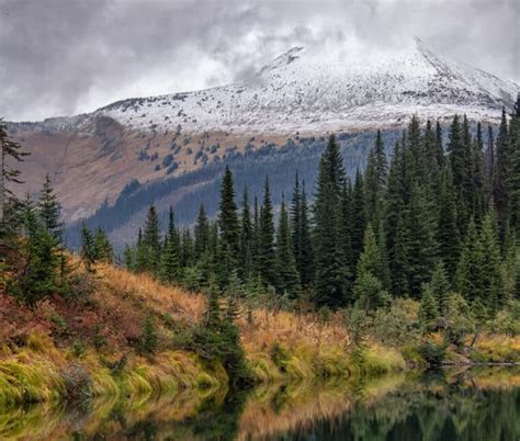 Image result for Subalpine Fir Tree