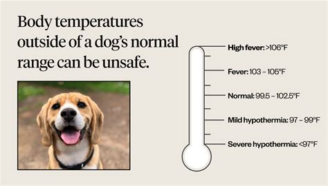 Image result for Dog Temperature Normal