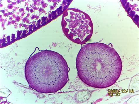 Image result for Biological Microscope