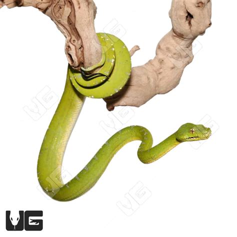 Image result for Albino Green Tree Python