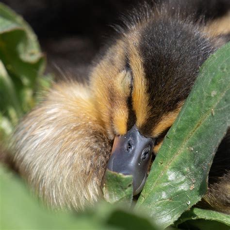 Image result for Spring Ducklings