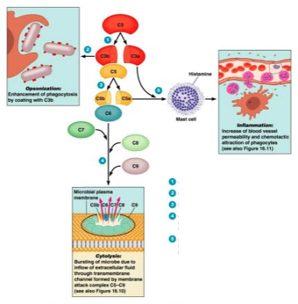 Image result for Complement System Under Microscope