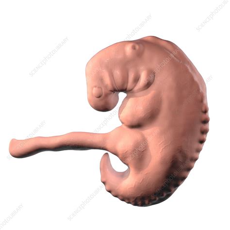Image result for 4 Week Embryo