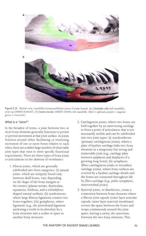 Image result for Snakes Origins Explained