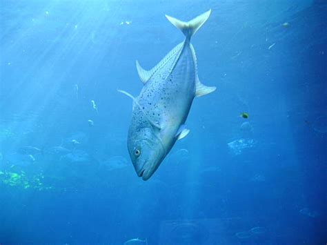 Image result for Finding Nemo Blue Fish