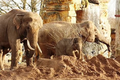 Image result for Chester Zoo Wolves