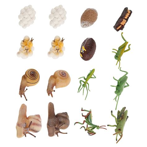 Image result for Cricket Insect Life Cycle