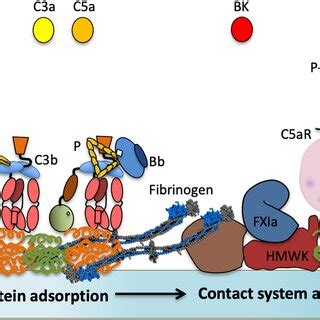 Image result for Complementary System