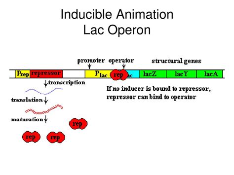 Image result for Lac Operon Animation