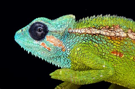 Image result for Different Color Lizards