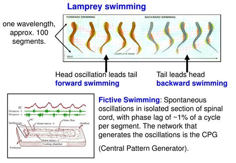 Image result for Innate Rhythmic Movements