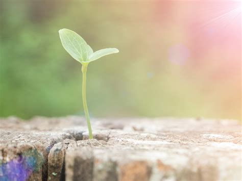 Image result for Springing Upseer