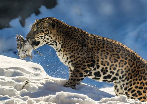 Image result for Snow Leopard Side View