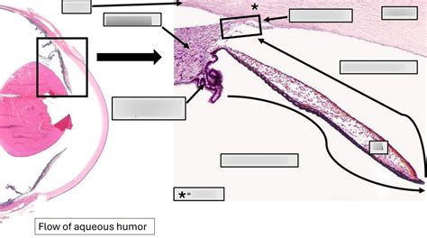 Image result for Aqueous Humor Flow