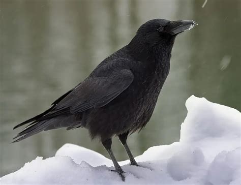 Image result for Crow Types