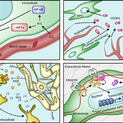 Image result for Bone Formation Signaling Pathway