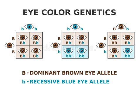 Image result for Punnett Square Explained Eye Color