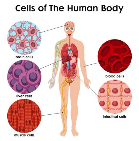 Image result for Components of Human Cell Only
