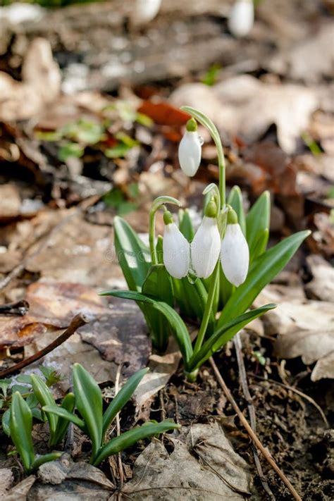 Image result for Snowdrop Early Spring Flowers
