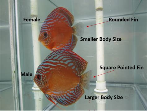 Image result for Discus Fish Breeding