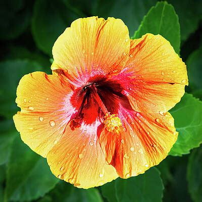 Image result for Mouss Besson