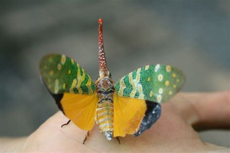 Image result for Most Beautiful Insects
