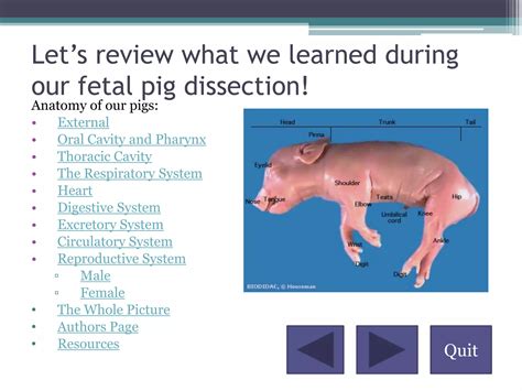 Image result for Fetal Pig Dissection Tutorial