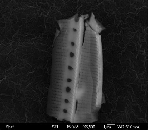 Image result for Alien Beweis