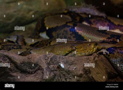 Image result for Dead Reticulated Python