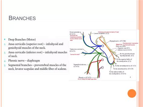Image result for Types of Neck Dissection