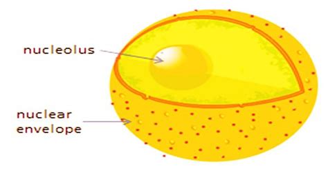 Image result for Nuclear Envelope Simple Image