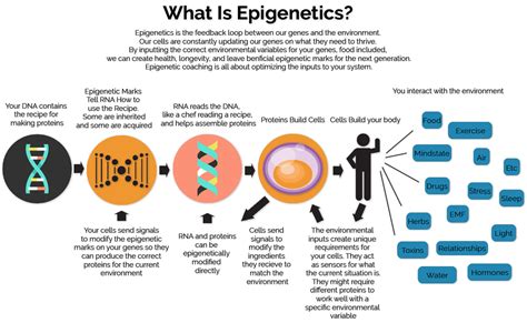 Image result for Evolution Epigenetics