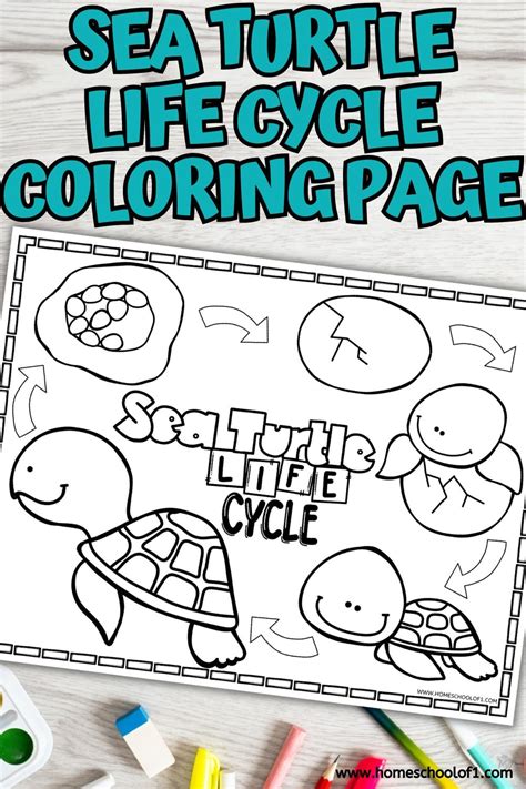 Image result for Turtle Life Cycle Free Printable