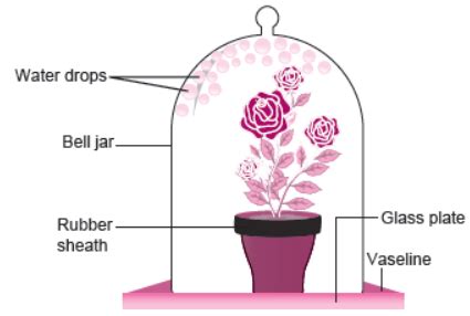Image result for Science MCQ Class 10 Life Proces