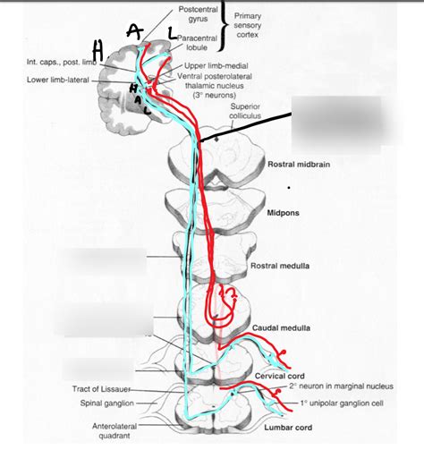 Image result for Spinothalamic Pathway Content