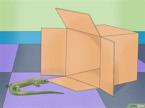 Image result for How to Catch a Lizard