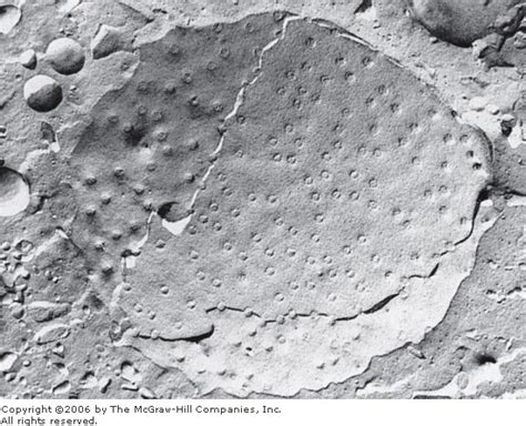 Image result for Nuclear Envelope Dissolution