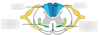Image result for Spinothalamic Pathway Content