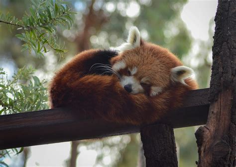 Photo of Red Panda Sleeping on Tree Branch · Free Stock Photo