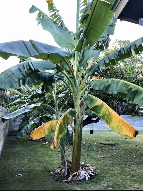 Image result for Blue Java Banana Tree