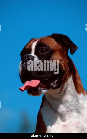 Image result for German Boxer