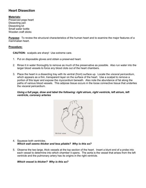 Image result for Human Heart Dissection Tutorial