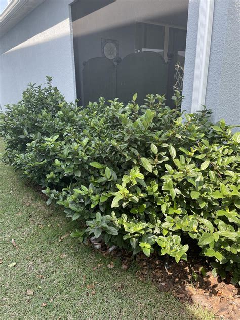 Image result for Spring Yard Clean Up Pruning