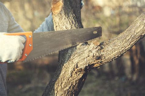 Image result for Tree Saws Hand