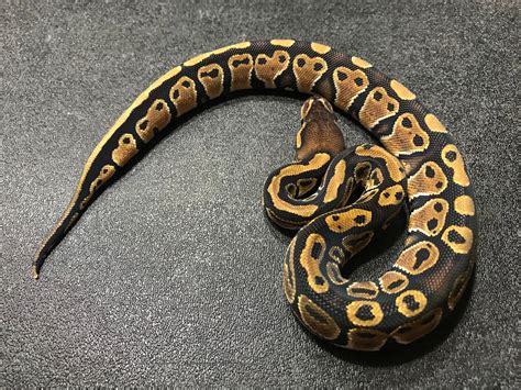 Image result for Ball Python Prank