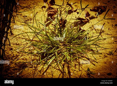 Image result for Springing Upseer