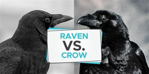 Image result for Crow Vs Raven Differences