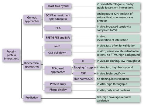 Image result for Protein Interactions Simulating Software