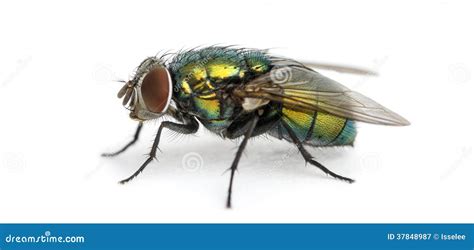 Image result for Fly Side View