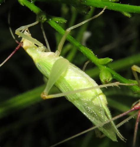 Image result for Cricket Insect Identification